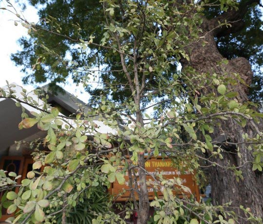 Shwe Pyi Nann Thanakha Museum - Wonder Bagan